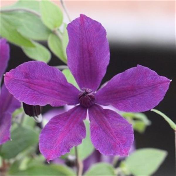 【特徴】濃い紫色のビロードがかった花弁が魅力。花付きも良く、初心者でも育てやすい品種です。四季咲き性もあります。【開花期】5〜10月【花径】6〜9cm【丈】1〜2m【剪定】強【水やり】土の表面が乾いたら鉢底から水が流れ出るくらいたっぷりと与...