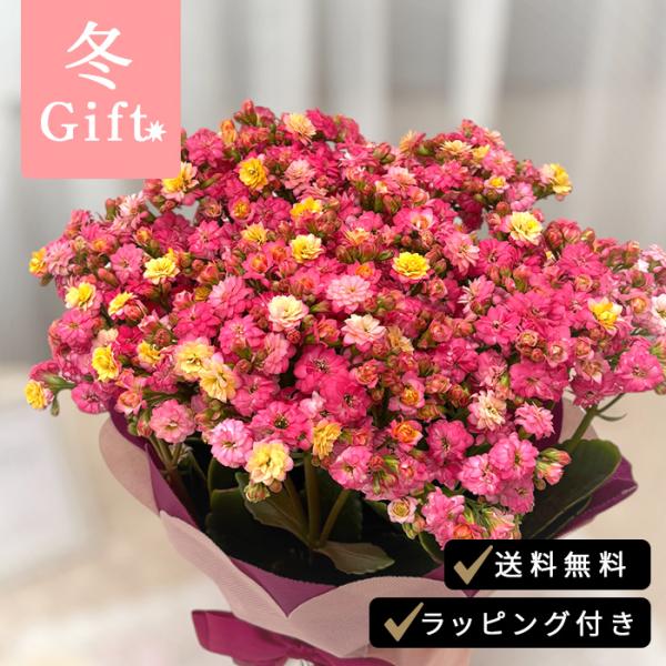 フラワーネット日本花キ流通のおすすめ冬ギフト♪咲くたび、違う表情の見惚れるカランコエ「メイリーブーケ」花びらが重なり合って咲くブーケのような八重咲きカランコエです。クリームイエローからピンクに色変わりしながら咲き続ける花姿は見れば見るほど愛...