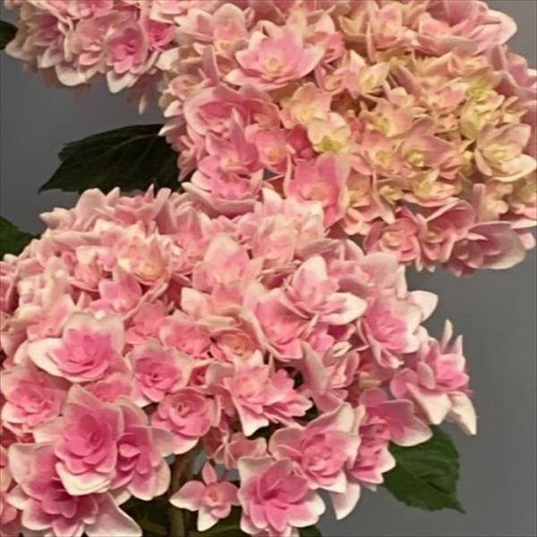 【加茂ガーデンアジサイについて】静岡県掛川市の「加茂荘花鳥園」で独自に品種改良を行ったオリジナルアジサイのシリーズです。【置き場所】日当たりの良い場所の方が花付きが良くなります。夏の強い西日は嫌うため、それを避けられる環境が最適です。【用土...