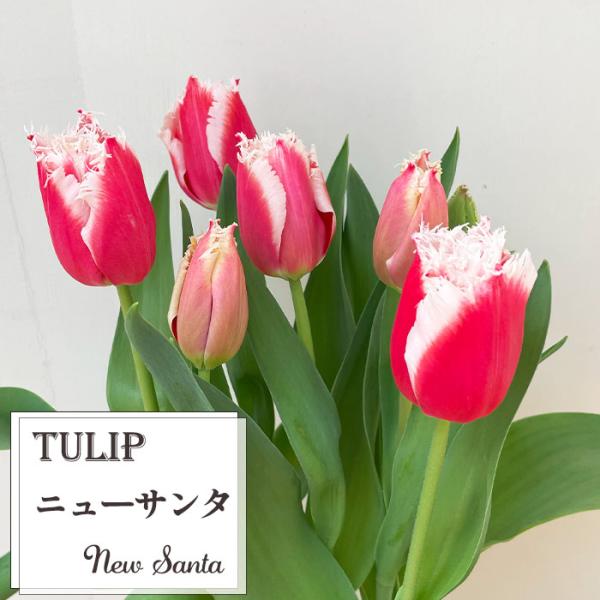 ■特徴ユリ科チューリップ属 フリンジ咲き品種です。 鮮やかな赤色とフリンジが白色の組み合わせで、サンタクロースの衣装を連想させるようなチューリップです。 開花期：3月〜5月頃■置き場所明るく涼しい場所で管理します。 より長く花を楽しむために...