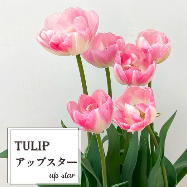 ■特徴ユリ科チューリップ属 八重咲き品種。 ピンクやクリーム色の柔らかな色合いが特徴的。 花弁はラッフル状でふわふわとした花弁は豪華で可愛らしい印象です。 開花期：3月下旬〜4月下旬■置き場所明るく涼しい場所で管理します。 より長く花を楽し...