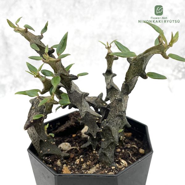 ■特徴多肉質の茎を持った、ガガイモ科の植物で、植物らしからぬ禍々しい見た目が特徴。その姿はヘビやトカゲ、節足動物を連想させます。黒に近い暗紫色をした表皮は萎びたゴムのような、なんともいえない質感をしています。茎はゆるやかにねじれながら地面を...