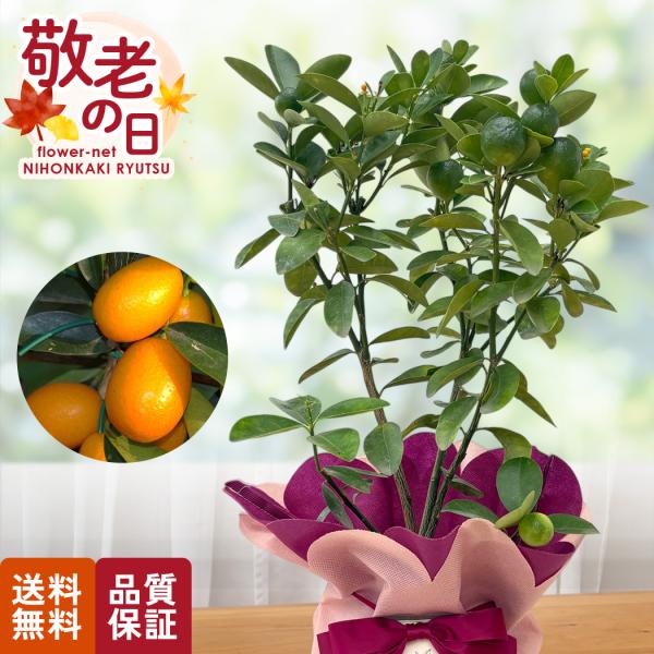【フラワーネット日本花キ流通】敬老の日ギフトおすすめ＼４つの無料特典／・お花を傷つけない優しい素材の「ギフトラッピング」・感謝のメッセージ入り「メッセージカード」・お花が初めてでも安心「育て方説明書」・届いてからも安心「品質保証」【贈る相手...
