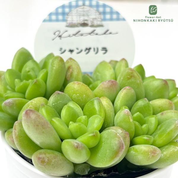 ■特徴春秋型種 10℃〜25℃の過ごしやすい季節によく生長し、暑すぎたり、寒すぎる時期は休眠してしまいます。 生長期：2月〜6月・9月〜11月 休眠期：7月〜8月・11月〜1月■置き場所・水やり1春・秋は日当たりがよく、雨が当たらない風通し...