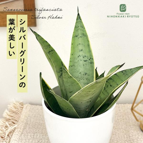 ■商品説明どんなインテリアにも溶け込みやすいシンプルな白い鉢に入ってのお届けです。丸みのある鉢がキュートでスタイリッシュなデザインとなっていて、シンプルな鉢はどんなインテリアにも自然に溶け込み、空間を明るい印象にします。届いたその日からすぐ...