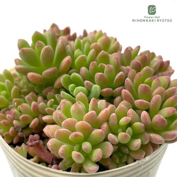 ■日当たり春秋型種10℃〜25℃の過ごしやすい季節によく生長し、暑すぎたり、寒すぎる時期は休眠してしまいます。生長期：2月〜6月・9月〜11月休眠期：7月〜8月・11月〜1月■水やり1春・秋は日当たりがよく、雨が当たらない風通しの良い場所に...