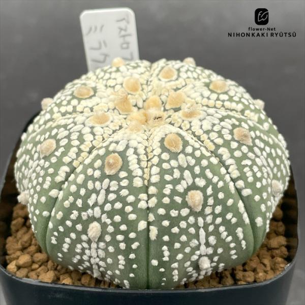 ■ノムラカクタスさん愛知県安城市でサボテン・多肉植物を生産している「ノムラカクタス」さん。サボテンとの出会いは10年ほど前という新進気鋭の栽培家です。以来その魅力に惹かれ、サボテン沼にどっぷりはまり込み、趣味として楽しんでいたサボテン栽培を...