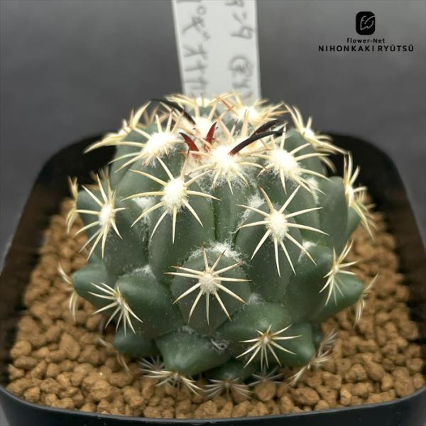 ■ノムラカクタスさん愛知県安城市でサボテン・多肉植物を生産している「ノムラカクタス」さん。サボテンとの出会いは10年ほど前という新進気鋭の栽培家です。以来その魅力に惹かれ、サボテン沼にどっぷりはまり込み、趣味として楽しんでいたサボテン栽培を...