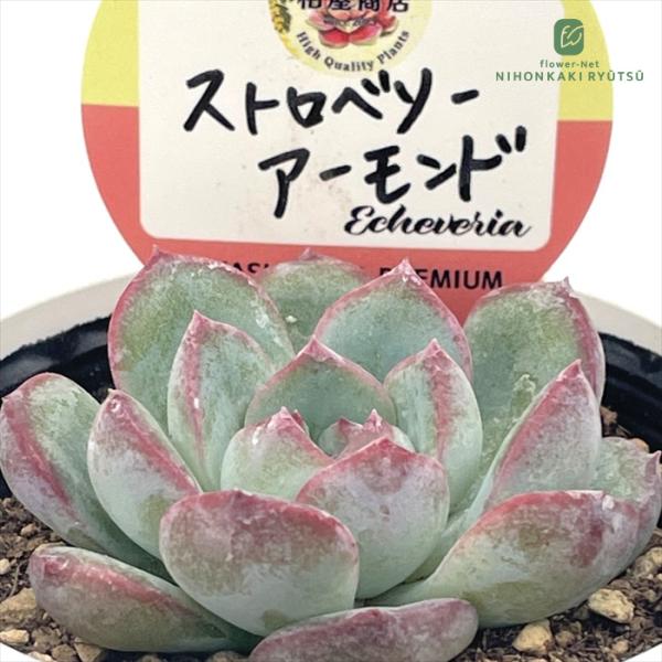 ■日当たり春秋型種 10℃〜25℃の過ごしやすい季節によく生長し、暑すぎたり、寒すぎる時期は休眠してしまいます。 生長期：2月〜6月・9月〜11月 休眠期：7月〜8月・11月〜1月■水やり1春・秋は日当たりがよく、雨が当たらない風通しの良い...