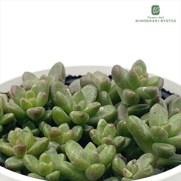 ■特徴春秋型種10℃〜25℃の過ごしやすい季節によく生長し、暑すぎたり、寒すぎる時期は休眠してしまいます。生長期：2月〜6月・9月〜11月休眠期：7月〜8月・11月〜1月■日当たり・置き場所1春・秋は日当たりがよく、雨が当たらない風通しの良...