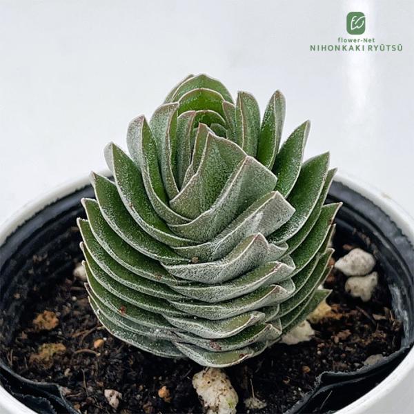 ■日当たり春秋型種 10℃〜25℃の過ごしやすい季節によく生長し、暑すぎたり、寒すぎる時期は休眠してしまいます。  生長期：2月〜6月・9月〜11月 休眠期：7月〜8月・11月〜1月■置き場所・水やり1春・秋は日当たりがよく、雨が当たらない...