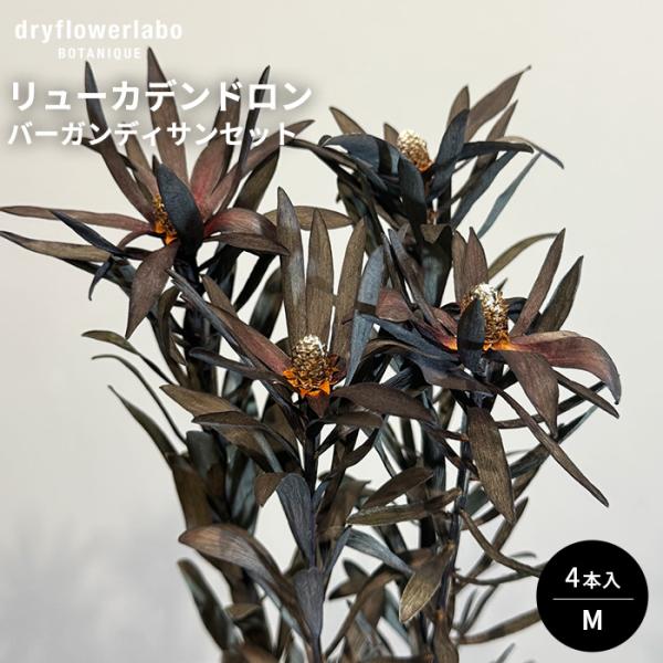 【特徴】手軽にお部屋に自然の美しさを取り入れることができるドライフラワー。水やりが不要で、手間いらずで長持ちするため、忙しい日常の中でも気軽に楽しめます。生産しているのは、生花に近い鮮やかさを持つ高品質なドライフラワーを提供するドライフラワ...