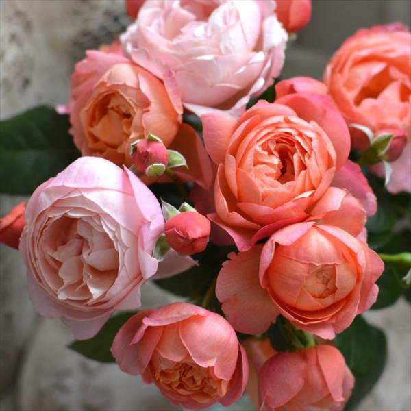 【特徴】濃いめのオレンジにピンクがかるコロンとしたカップ咲き中輪。強いフルーツとダマスク、ティーも感じる甘い香りがある。コンパクトにまとまる樹形で耐病性も強く育てやすい。花名は、果物のアプリコットを使ったタルト菓子をイメージして命名。第23...