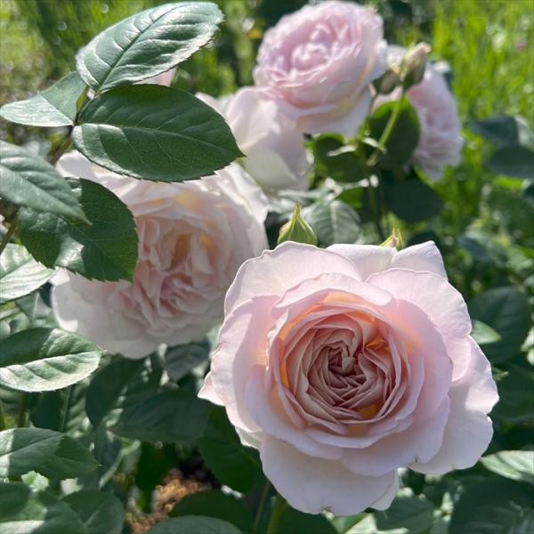 【特徴】ニュアンスのあるベージュがかるピンクの花色。おおらかで上品な花がドレープの美しい生地「タフタ」のようで命名。トゲは少なめで耐病性強く繰り返しよく咲く美しいバラ。【香り】中香【開花サイクル】四季咲き【花径・花形】中輪丸弁咲き【樹高 樹...