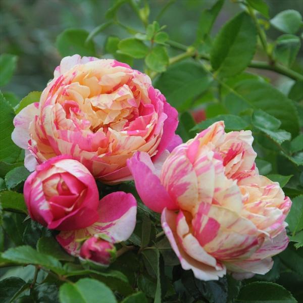 【特徴】淡い黄色に明るいピンクの絞りが華やか。中大輪のカップ咲きで花弁の先に時折切れ込みが入る。香りもよい（甘いフルーツの香り）。刺の少ないしなやかな枝がよく伸びるが、四季咲き性も良好なのでアーチやフェンスなどの仕立てに向く。耐病性が強く育...