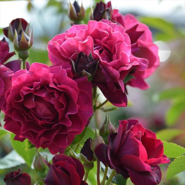 【特徴】紫がかった黒赤色の花弁が波打って花芯を抱え込む波状弁咲き。直立性のシュラブで剪定により仕立ての自由度も高い。ダマスク香にハーブが混じる香り。房になって咲き、灰緑色の葉色と調和し、どこかハイブリット・パーペチュアルを思わせる。弁質がよ...