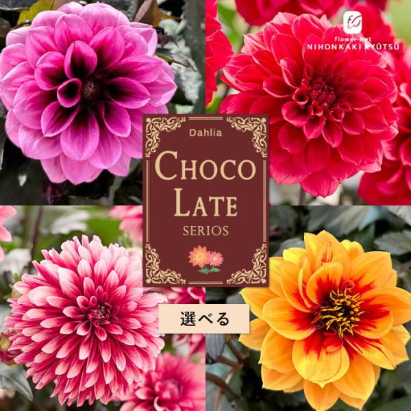 ＜ダリア チョコレートシリーズ＞発色が鮮やかで花が可愛らしい大輪タイプのダリアです。 花壇やプランターで春、秋と長く花を楽しめます。【選べる4品種】◆アプリコット◆アンバー◆レッド◆ローズ【詳細】株がコンパクトに纏まり、矮化剤なしでも綺麗な...