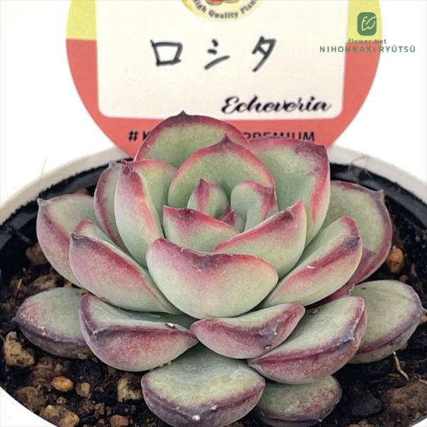 ■日当たり春秋型種 10℃〜25℃の過ごしやすい季節によく生長し、暑すぎたり、寒すぎる時期は休眠してしまいます。 生長期：2月〜6月・9月〜11月 休眠期：7月〜8月・11月〜1月■水やり1春・秋は日当たりがよく、雨が当たらない風通しの良い...