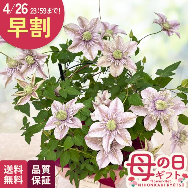 【フラワーネット日本花キ流通】母の日ギフトおすすめ＼４つの無料特典／・お花を傷つけない優しい素材の「ギフトラッピング」・感謝のメッセージ入り「母の日ピック」・お花が初めてでも安心「育て方説明書」・届いてからも安心「品質保証」【贈る相手】女性...