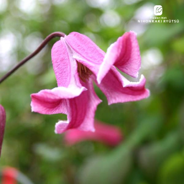 【特徴】伸びたつるの節々に、可愛らしいベル形の花を咲かせます。 多花性でたいへん丈夫な四季咲き品種です。 ポールやフェンスに絡ませるほか、バラとのコンビ植栽でも楽しめます。冬は地上部が枯れて休眠し、春に再び勢いよく芽吹きます。 鉢植え・庭植...
