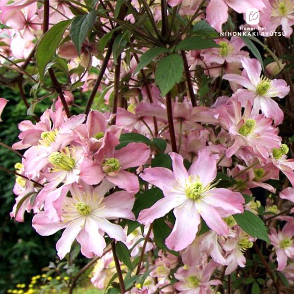 【特徴】春には、半八重から八重咲きの小さな花を可憐に咲かせます。耐寒性がある一方、暑さがやや苦手なため、夏はできるだけ涼しい場所で管理します。【開花期】4〜5月【花径】約6cm【丈】3〜5m【剪定】弱【水やり】土の表面が乾いたら鉢底から水が...