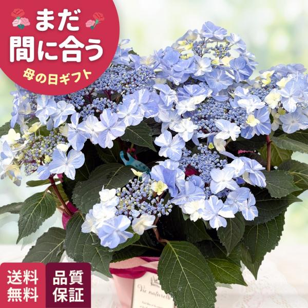 【フラワーネット日本花キ流通】母の日ギフトおすすめ＼４つの無料特典／・お花を傷つけない優しい素材の「ギフトラッピング」・感謝のメッセージ入り「母の日ピック」・お花が初めてでも安心「育て方説明書」・届いてからも安心「品質保証」【贈る相手】女性...