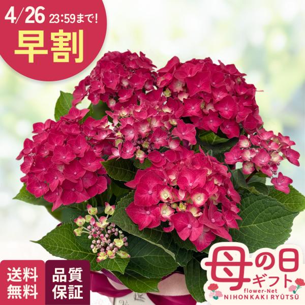 【フラワーネット日本花キ流通】母の日ギフトおすすめ＼４つの無料特典／・お花を傷つけない優しい素材の「ギフトラッピング」・感謝のメッセージ入り「母の日ピック」・お花が初めてでも安心「育て方説明書」・届いてからも安心「品質保証」【贈る相手】女性...