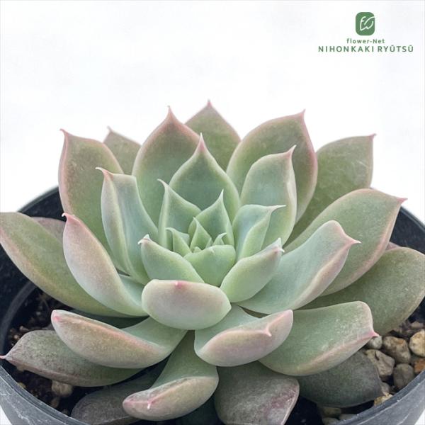 ■日当たり春秋型種 10℃〜25℃の過ごしやすい季節によく生長し、暑すぎたり、寒すぎる時期は休眠してしまいます。 生長期：9月〜5月 休眠期：6月〜8月■水やり1春・秋は日当たりがよく、雨が当たらない風通しの良い場所に置く 2夏の直射日光は...