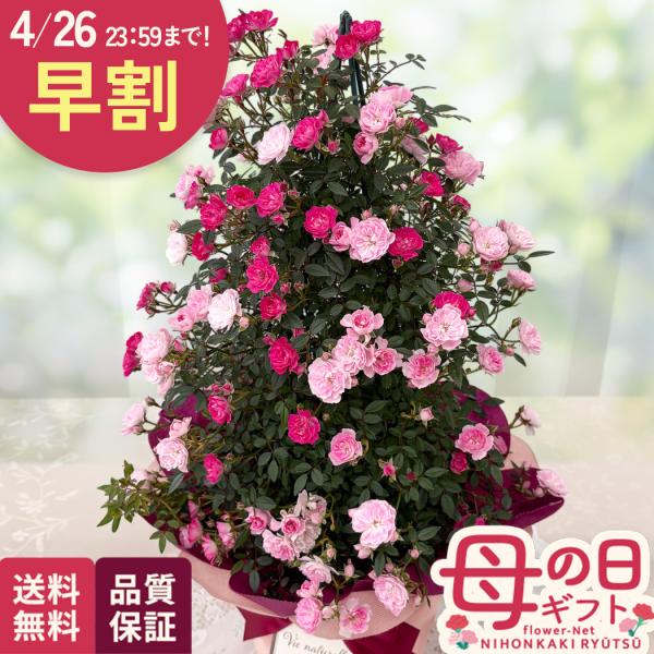【フラワーネット日本花キ流通】母の日ギフトおすすめ＼４つの無料特典／・お花を傷つけない優しい素材の「ギフトラッピング」・感謝のメッセージ入り「母の日ピック」・お花が初めてでも安心「育て方説明書」・届いてからも安心「品質保証」【贈る相手】女性...