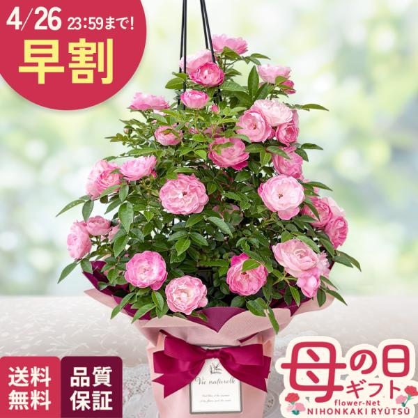 【フラワーネット日本花キ流通】母の日ギフトおすすめ＼４つの無料特典／・お花を傷つけない優しい素材の「ギフトラッピング」・感謝のメッセージ入り「母の日ピック」・お花が初めてでも安心「育て方説明書」・届いてからも安心「品質保証」【贈る相手】女性...