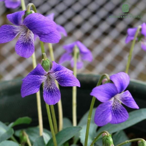 ヴィオラ パルマータ北アメリカ原産。一般的なビオラとは異なり、野生的な趣のある「宿根スミレ」の一種です。葉の形が成長とともに変化するところも鑑賞ポイントの一つです。【植え付け・置き場所】本来は冷涼な気候を好み、高温多湿を苦手とします。植え付...