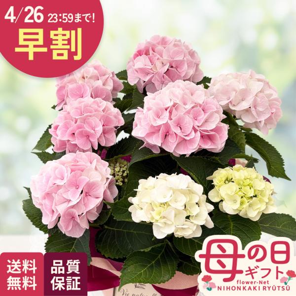 【フラワーネット日本花キ流通】母の日ギフトおすすめ＼４つの無料特典／・お花を傷つけない優しい素材の「ギフトラッピング」・感謝のメッセージ入り「母の日ピック」・お花が初めてでも安心「育て方説明書」・届いてからも安心「品質保証」【贈る相手】女性...