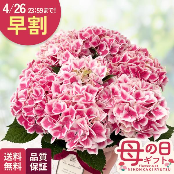 【フラワーネット日本花キ流通】母の日ギフトおすすめ＼４つの無料特典／・お花を傷つけない優しい素材の「ギフトラッピング」・感謝のメッセージ入り「母の日ピック」・お花が初めてでも安心「育て方説明書」・届いてからも安心「品質保証」【贈る相手】女性...