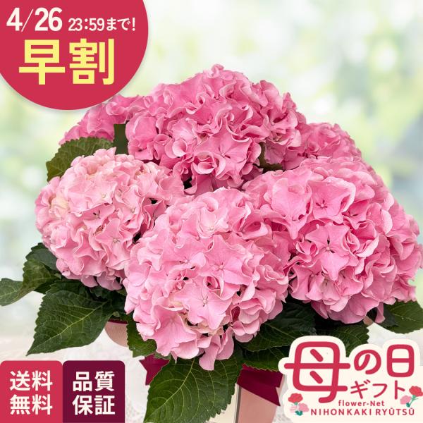 【フラワーネット日本花キ流通】母の日ギフトおすすめ＼４つの無料特典／・お花を傷つけない優しい素材の「ギフトラッピング」・感謝のメッセージ入り「母の日ピック」・お花が初めてでも安心「育て方説明書」・届いてからも安心「品質保証」【贈る相手】女性...