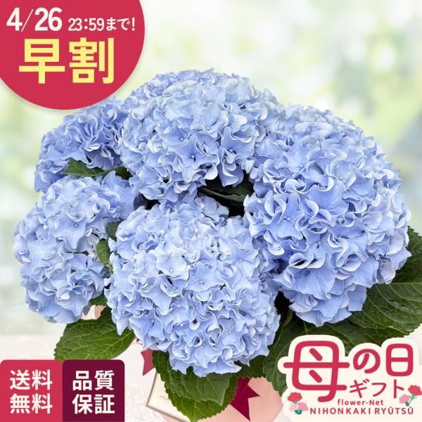 【フラワーネット日本花キ流通】母の日ギフトおすすめ＼４つの無料特典／・お花を傷つけない優しい素材の「ギフトラッピング」・感謝のメッセージ入り「母の日ピック」・お花が初めてでも安心「育て方説明書」・届いてからも安心「品質保証」【贈る相手】女性...