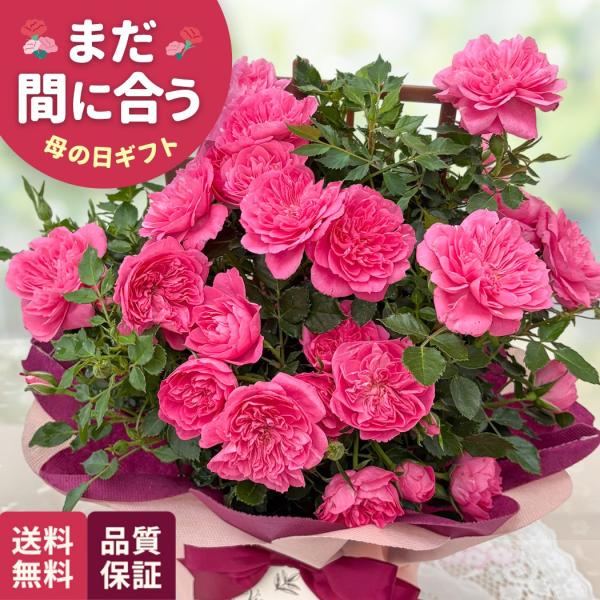 【フラワーネット日本花キ流通】母の日ギフトおすすめ＼４つの無料特典／・お花を傷つけない優しい素材の「ギフトラッピング」・感謝のメッセージ入り「母の日ピック」・お花が初めてでも安心「育て方説明書」・届いてからも安心「品質保証」【贈る相手】女性...