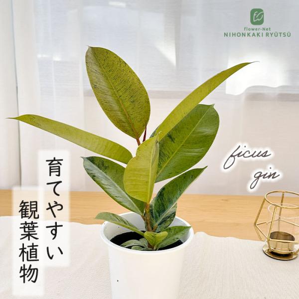 斑入りのつやつやの葉『斑入りフィカス ジン』【置き場所・日当たり】室内の明るい所で管理してください。直射日光は葉焼けの原因になるので避けましょう。エアコンの風が直接当たらない、風通しの良い場所に置いてください。寒さにも強く5℃くらいまでの耐...