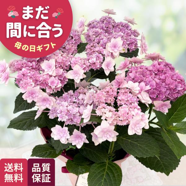 【フラワーネット日本花キ流通】母の日ギフトおすすめ＼４つの無料特典／・お花を傷つけない優しい素材の「ギフトラッピング」・感謝のメッセージ入り「母の日ピック」・お花が初めてでも安心「育て方説明書」・届いてからも安心「品質保証」【贈る相手】女性...