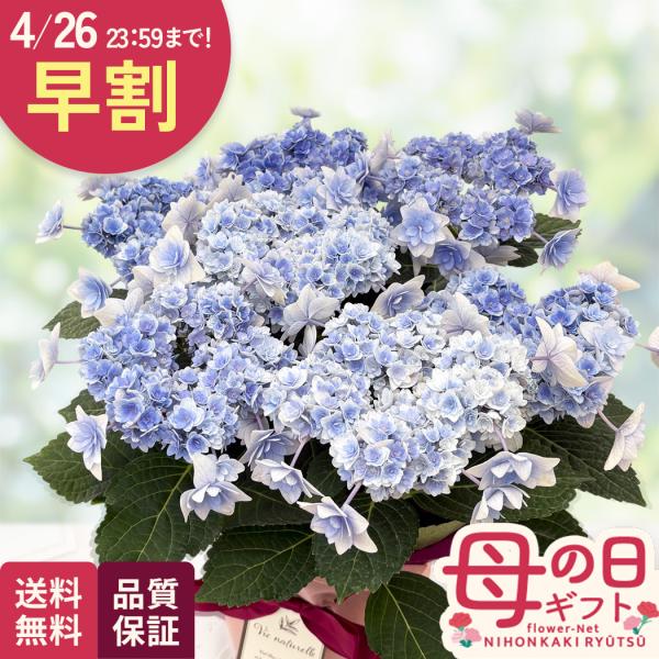 【フラワーネット日本花キ流通】母の日ギフトおすすめ＼４つの無料特典／・お花を傷つけない優しい素材の「ギフトラッピング」・感謝のメッセージ入り「母の日ピック」・お花が初めてでも安心「育て方説明書」・届いてからも安心「品質保証」【贈る相手】女性...
