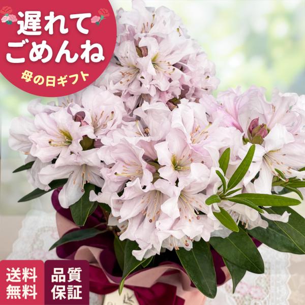 【フラワーネット日本花キ流通】母の日ギフトおすすめ＼４つの無料特典／・お花を傷つけない優しい素材の「ギフトラッピング」・感謝のメッセージ入り「母の日ピック」・お花が初めてでも安心「育て方説明書」・届いてからも安心「品質保証」【贈る相手】女性...