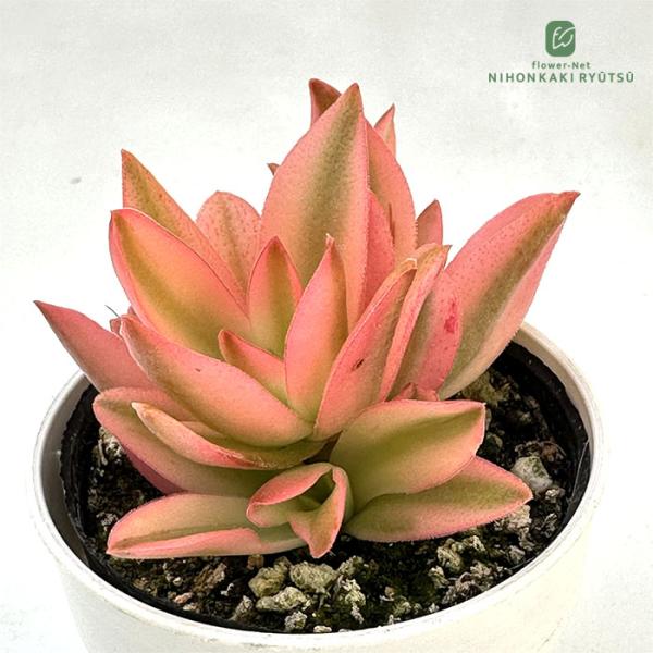 ■日当たり春秋型種 10℃〜25℃の過ごしやすい季節によく生長し、暑すぎたり、寒すぎる時期は休眠してしまいます。 生長期：9月〜5月 休眠期：6月〜8月■水やり1春・秋は日当たりがよく、雨が当たらない風通しの良い場所に置く 2夏の直射日光は...