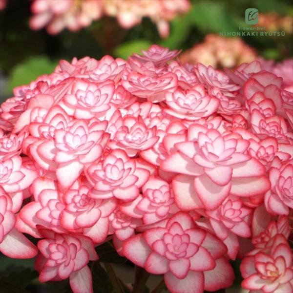 【特徴】愛らしい白とピンクのグラデーションで優しく語りかけるように咲きます。花弁のピンクの縁取りが上品で華やかを強調し、美しさを際立ててくれます。加茂ガーデンアジサイについて静岡県掛川市の「加茂荘花鳥園」で独自に品種改良を行ったオリジナルア...