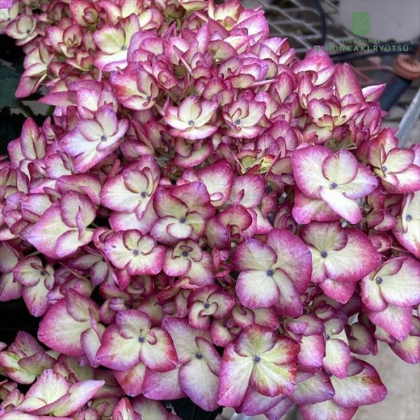 【特徴】コントラストが強く、存在感のある美しさです。縁取りのような濃いピンクが入る花が蜜に咲き、とても優美な姿となります。加茂ガーデンアジサイについて静岡県掛川市の「加茂荘花鳥園」で独自に品種改良を行ったオリジナルアジサイのシリーズです。【...