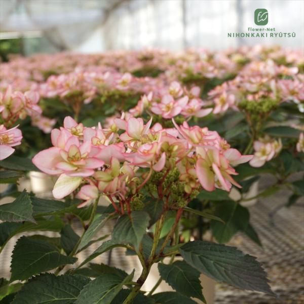 【特徴】菊の花のように重なった小さな装飾花が集まって咲く、可憐な印象のアジサイです。花色は淡いピンクから中心部にかけてグリーンが残り、咲き進むにつれて色の変化を楽しめます。加茂ガーデンアジサイについて静岡県掛川市の「加茂荘花鳥園」で独自に品...