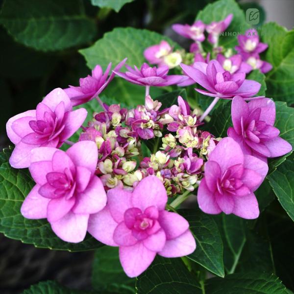 【特徴】装飾花が先に開くため咲き始めはガク咲きの状態になりますが、その後中央の両性花が開いて半てまり咲きになります。ボリュームもあり見応えのある品種です。加茂ガーデンアジサイについて静岡県掛川市の「加茂荘花鳥園」で独自に品種改良を行ったオリ...