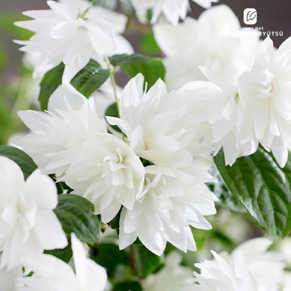 耐寒性落葉低木アジサイ科ロングシーズン楽しめる魅惑の香りと大輪の花です。前年枝と新枝の両方に花をつける新しいタイプのバイカウツギ。星型の大輪花は香りが強く、耐病性にも強い品種で、密に枝分かれしコンパクトな樹形に育つ品種です。※挿木2年生です...