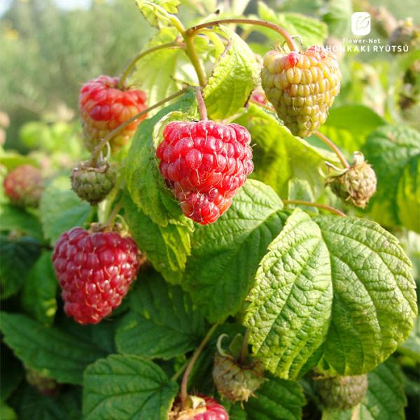 耐寒性落葉中低木 バラ科草丈が50cm程とコンパクトなので、鉢植えでも管理しやすい矮性品種。病気にもつよく豊産性、トゲもあまりないため収穫もとても楽に行えます。果実にはアントシアニンや抗酸化物質も豊富です。コンパクトに収まるのでベランダでも...