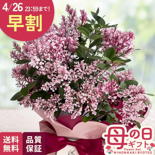 【フラワーネット日本花キ流通】母の日ギフトおすすめ＼４つの無料特典／・お花を傷つけない優しい素材の「ギフトラッピング」・感謝のメッセージ入り「母の日ピック」・お花が初めてでも安心「育て方説明書」・届いてからも安心「品質保証」【贈る相手】女性...