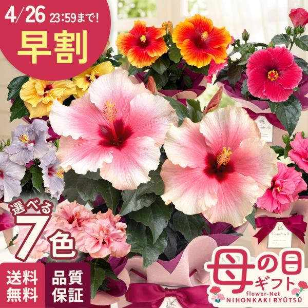 【フラワーネット日本花キ流通】母の日ギフトおすすめ＼４つの無料特典／・お花を傷つけない優しい素材の「ギフトラッピング」・感謝のメッセージ入り「母の日ピック」・お花が初めてでも安心「育て方説明書」・届いてからも安心「品質保証」【贈る相手】女性...