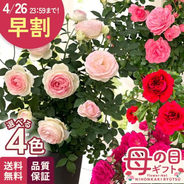 【フラワーネット日本花キ流通】母の日ギフトおすすめ＼２大無料特典／・母の日メッセージ入り「お花の育て方説明書」・届いてからも安心「品質保証」【贈る相手】女性 お母さん 母 母親 ママ 妻 義母 おばあちゃん 祖母 継母 兄弟 姉妹 友人 友...